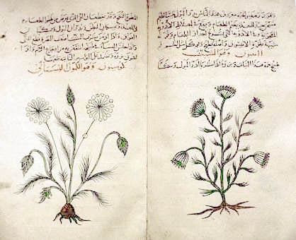 The Curious History of Herbs and Plants as Medicines - David Ramey, DVM