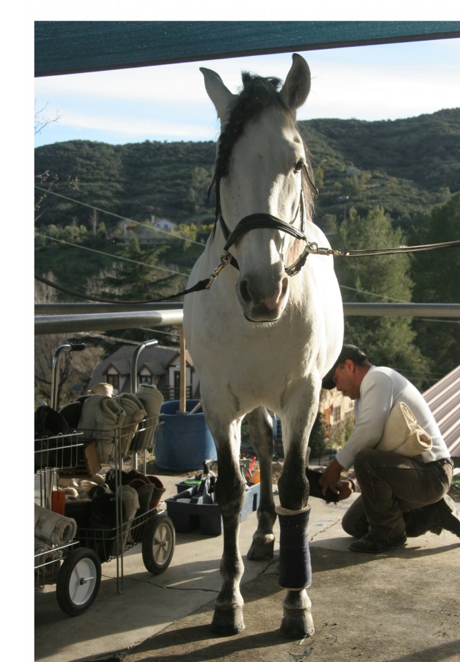 Nutrition - David Ramey, DVM