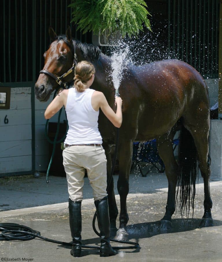 Your Male Horse's Sheath, or, One More Thing to Worry About. Or not ...
