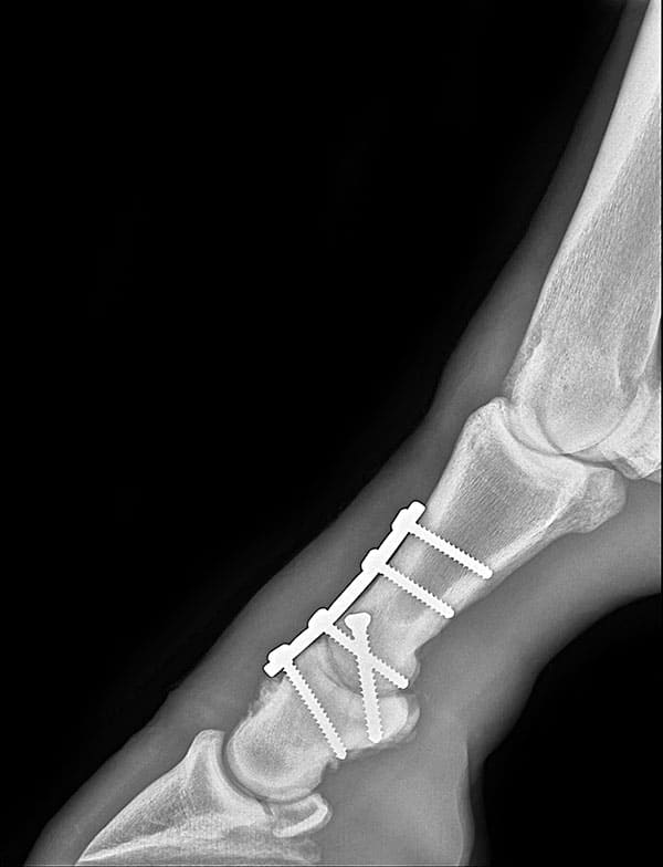 Ringbone - David Ramey, DVM