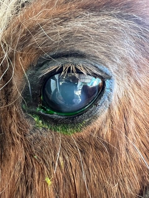 Abscesses - David Ramey, DVM