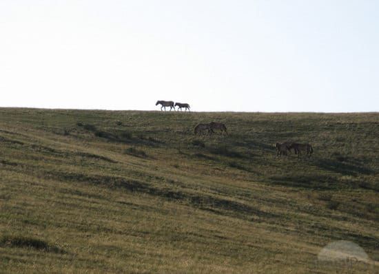 David W. Ramey, DVM | Horsesense to the Horse WorldDavid Ramey, DVM ...
